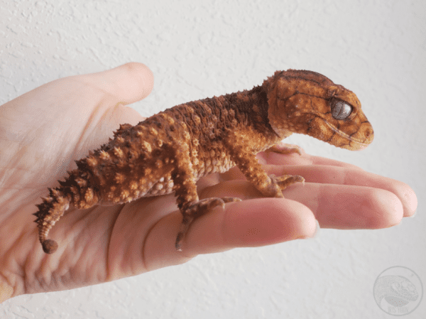 Reptiles - Australian Extremes