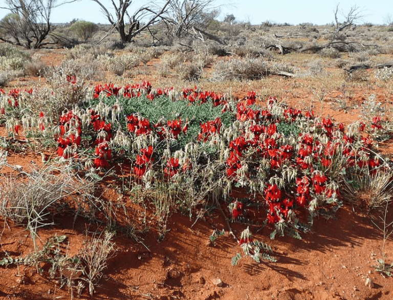 Deserts | Largest Desert Australia- Australianextremes.com.au