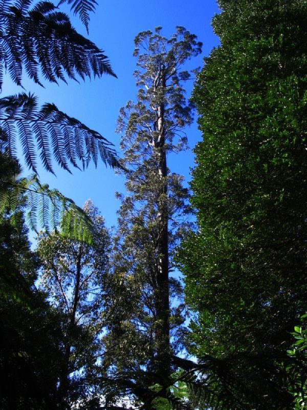 Trees | Tallest Tree Australia– Australianextremes.com.au